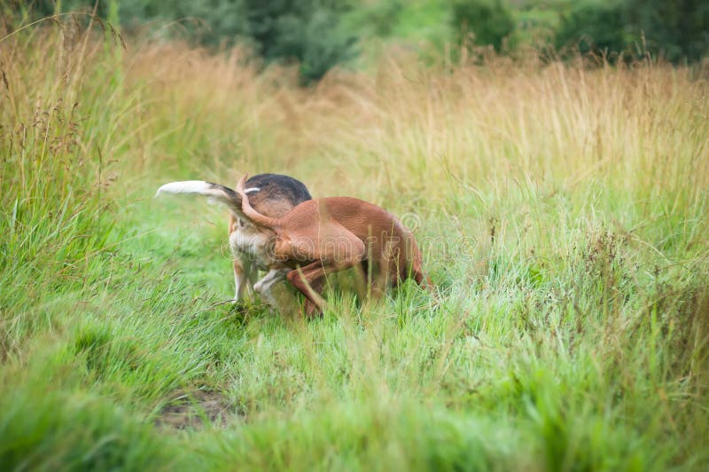 Two hunting dogs playing stock image. Image of rear, summer - 77350075