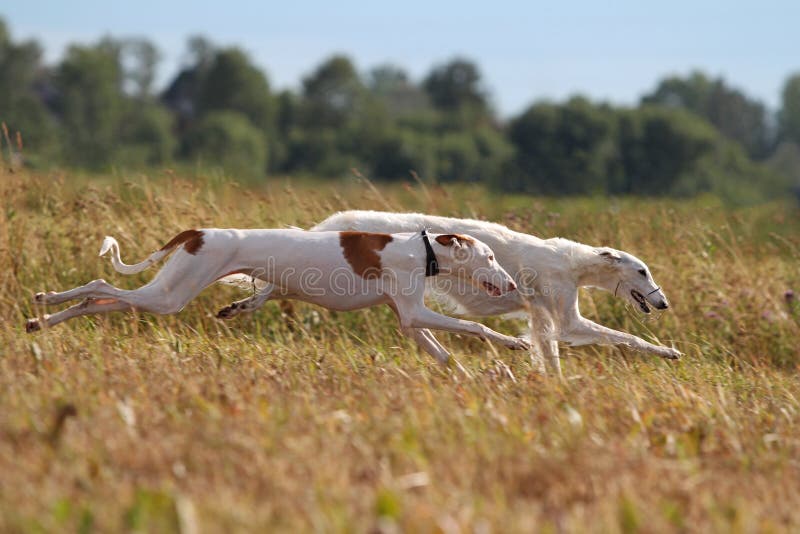Two hunting dogs run stock image. Image of russian, straw - 25924297