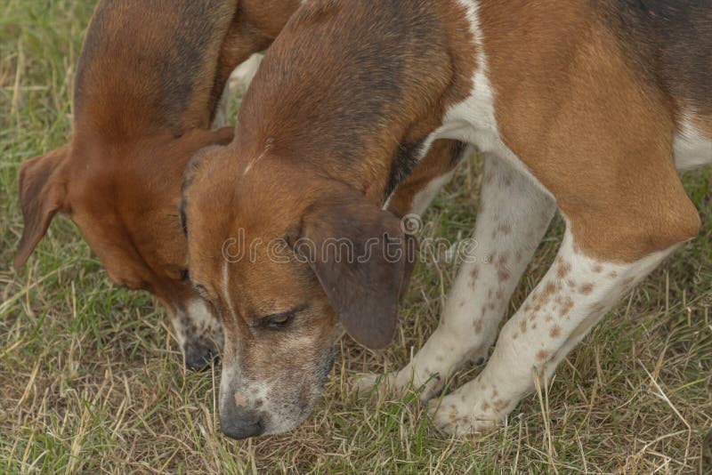 Two Hunting Dogs Side by Side Sniffing the Ground Stock Photo - Image ...