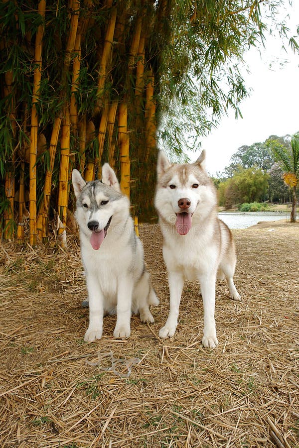 Two huskies sitting stock photo. Image of kiss, posing - 9952000