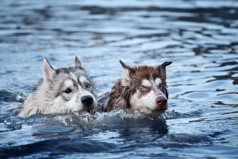 Two husky dog swiming stock image. Image of outdoor, black - 60825683