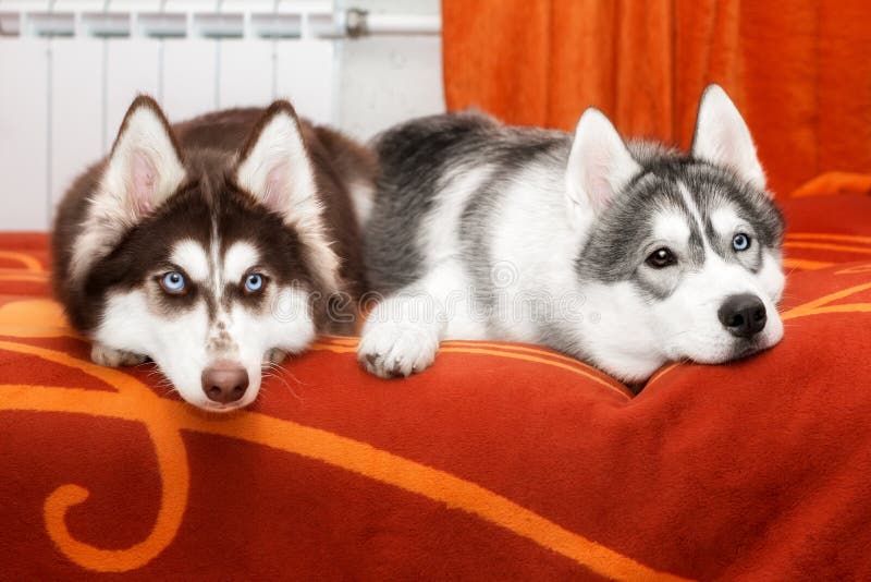 Two husky dogs stock image. Image of canine, eyes, breed - 79718397