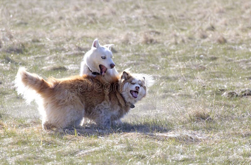 Two Husky Dogs Play in Meadow Stock Photo - Image of playing, eyes ...