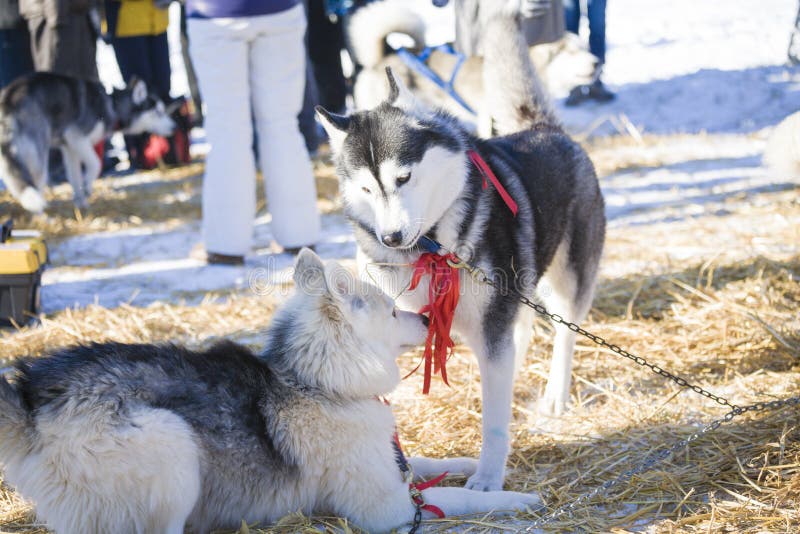 Two Husky Dogs Playing Together Outdoors Stock Image - Image of ...