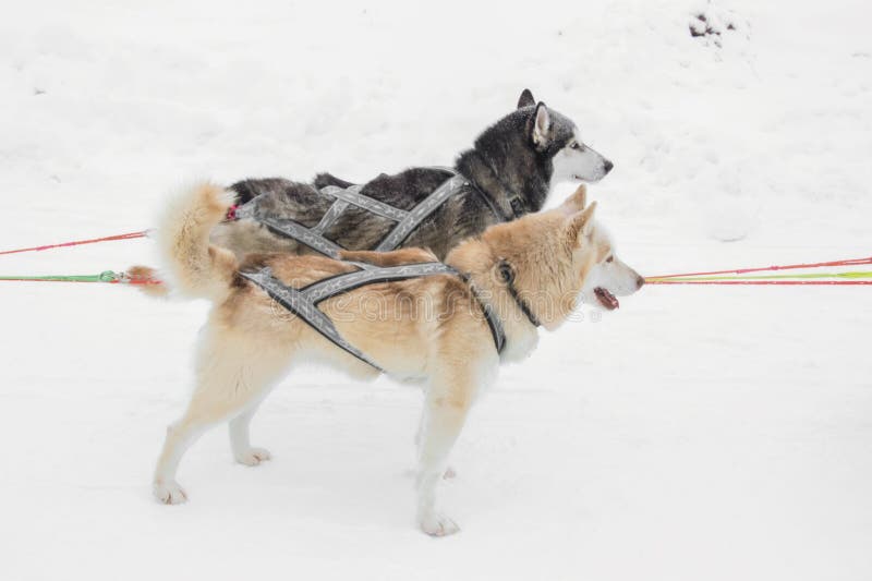 Two Husky Dogs are Pulling a Sled in the Snow Stock Image - Image of ...