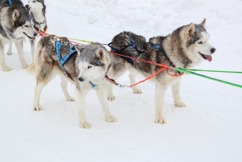 Two Husky Dogs are Pulling a Sled in the Snow Stock Photo - Image of ...