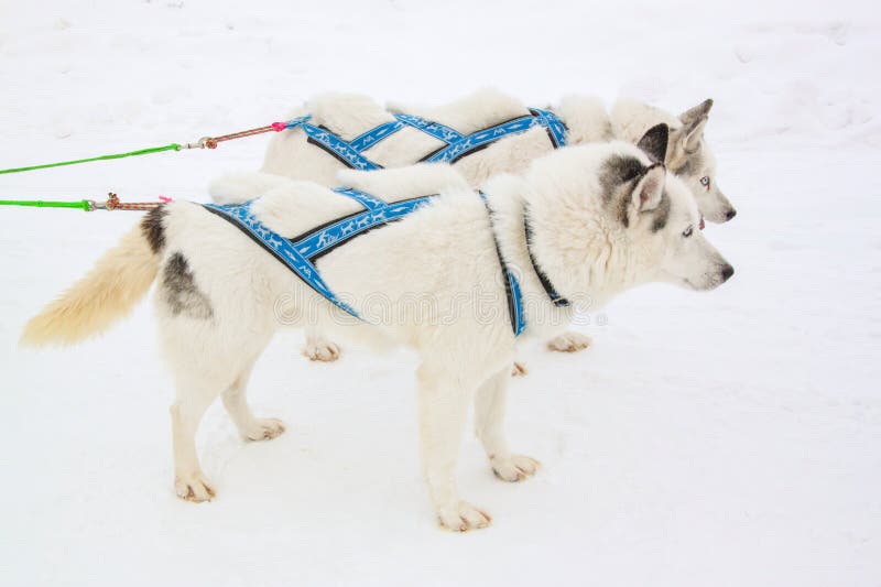 Two Husky Dogs are Pulling a Sled in the Snow Stock Image - Image of ...