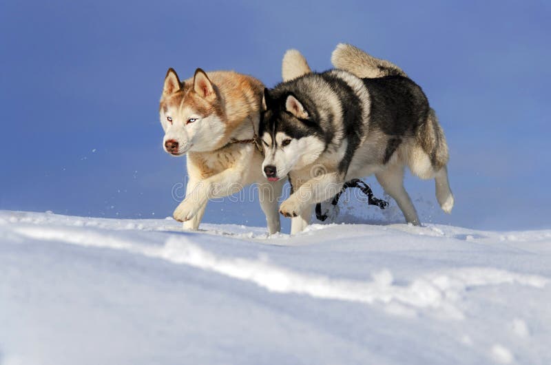 Two husky dogs running stock photo. Image of purebred - 28676624