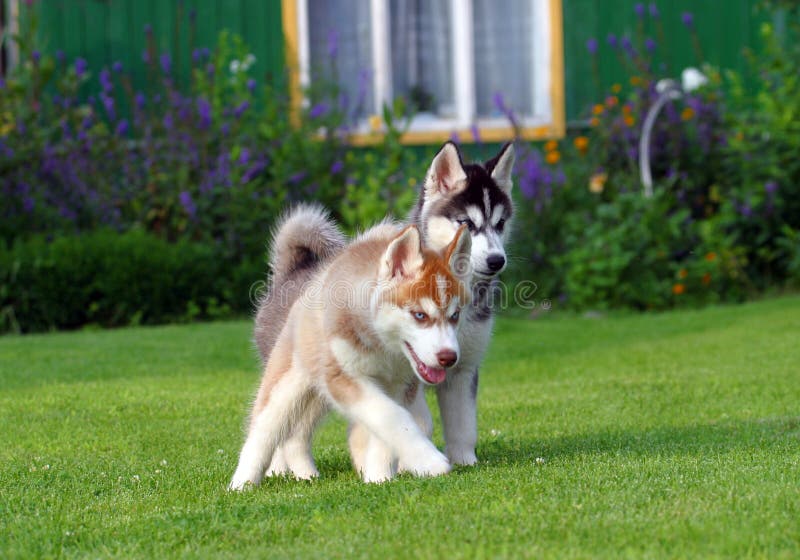 Two husky puppets stock image. Image of head, puppets - 12754215