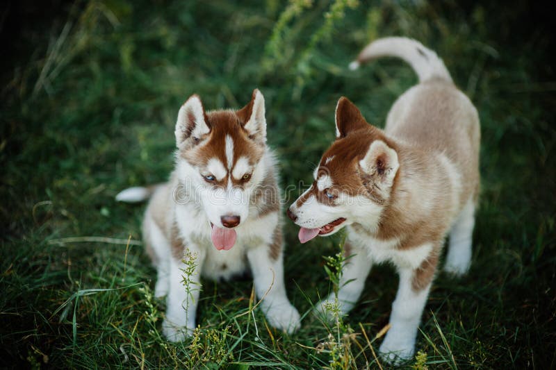 Two Husky puppies stock image. Image of polar, basket - 80272229