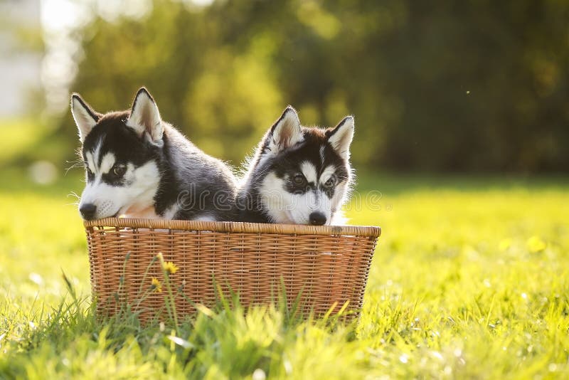 Two Husky Puppy in a Basket Stock Photo - Image of canine, cute: 77402172
