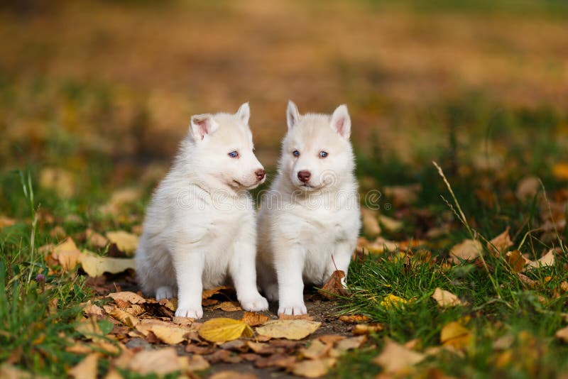 Two husky puppy stock photo. Image of polar, portrait - 49575020