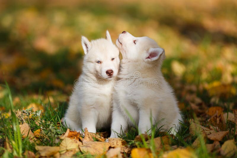 Two husky puppy stock image. Image of attentive, malamute - 49575027