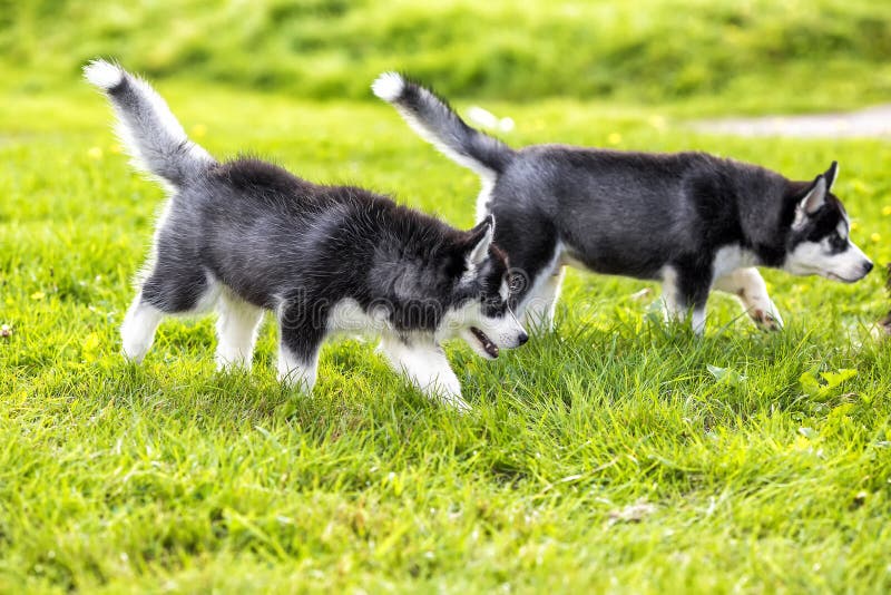 Two husky Puppy for a walk stock image. Image of domestic - 77401963