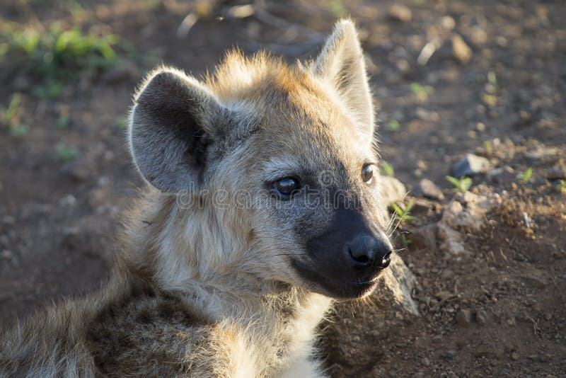 One hyena lying down stock image. Image of daytime, ferocious - 29645435