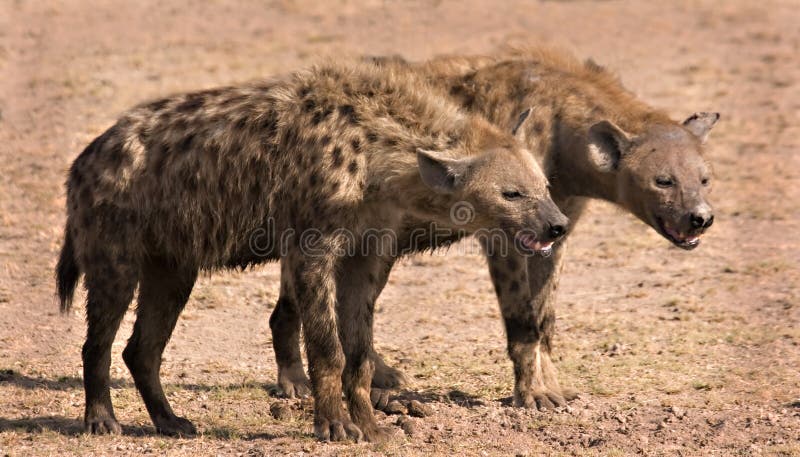 Two hyenas stock image. Image of crocuta, carnivore, animal - 7585501