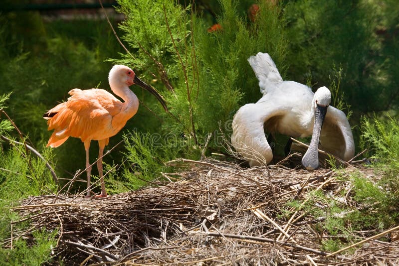 Two ibis bird stock photo. Image of branch, ibis, shining - 15211574