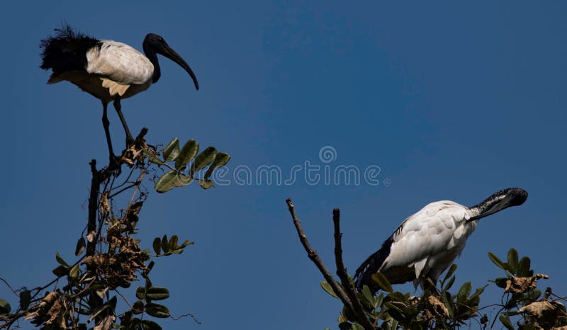 Sacred ibis on a tree top stock image. Image of perched - 303606733