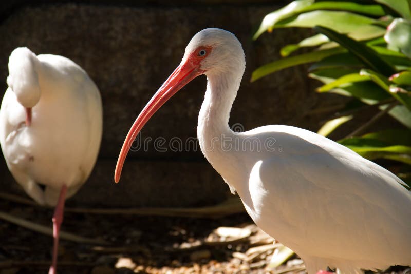 Two ibis birds and a plant stock photo. Image of side - 65801626