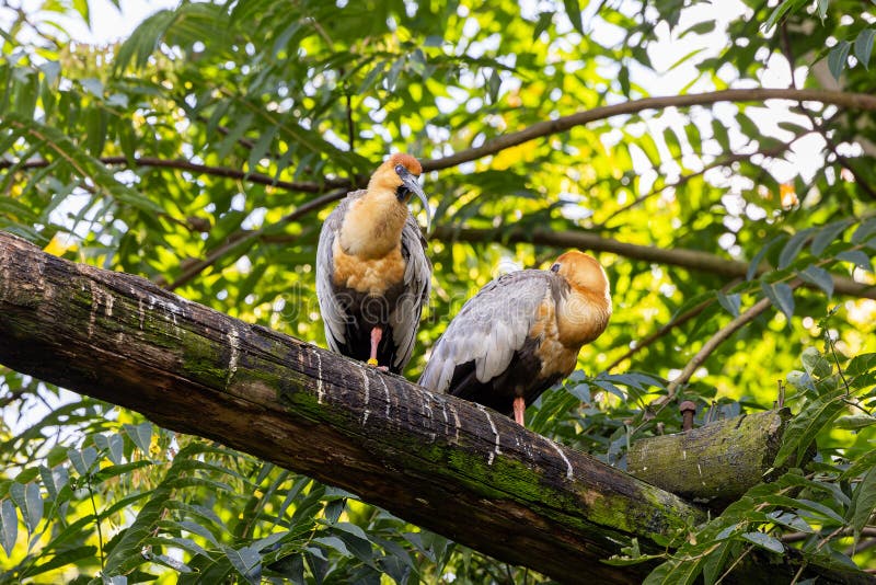 Two Ibis Birds Resting on a Tree Branch. Stock Photo - Image of ...