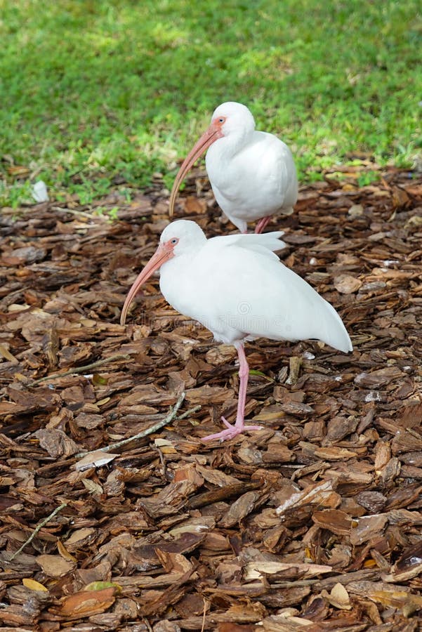 Two Ibis Birds are Standing in One Leg Stock Photo - Image of beak ...