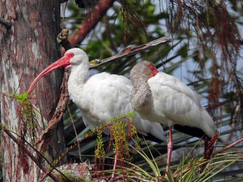 Two Ibis in a Tree stock image. Image of tail, flight - 270167191