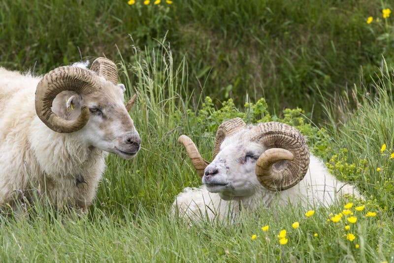 Icelandic Sheep Ram stock image. Image of male, buttercup - 57169033
