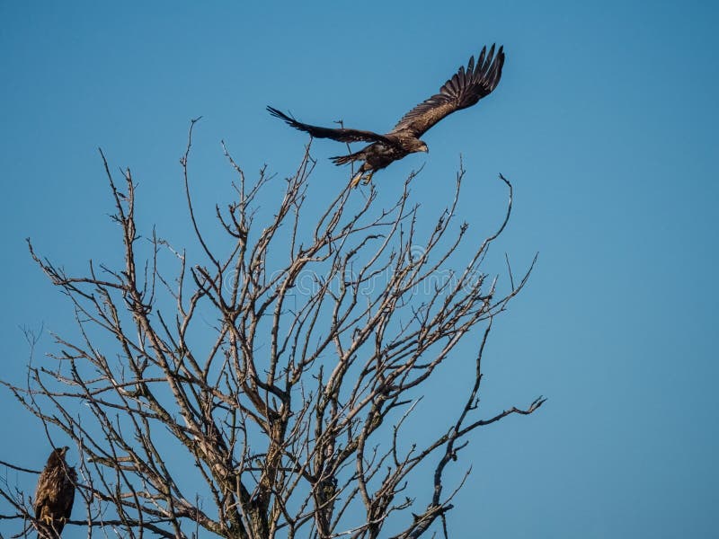 Two Immature Bald Eagle in a Tree Stock Photo - Image of agle, portrait ...