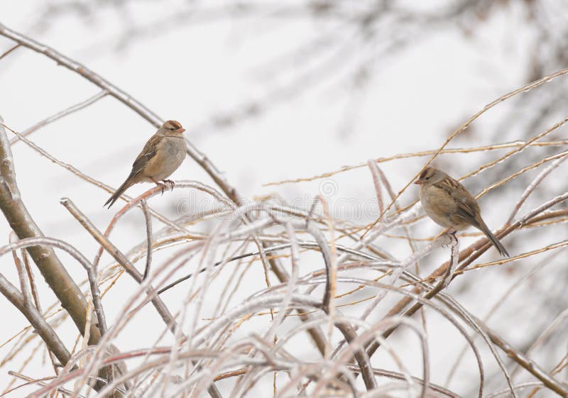 Two Sparrows Perched on a Branch Surrounded by Blossoming Flowers in ...