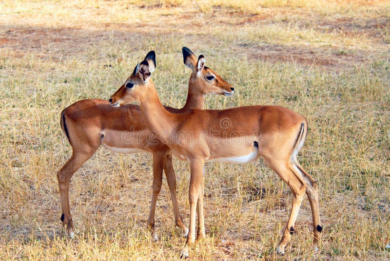 Two Impalas stock photo. Image of antelope, africa, kenya - 24165438