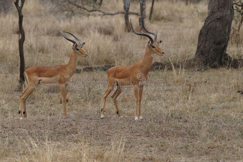 Male and Female Impala Standing in Dry Grass Stock Photo - Image of ...