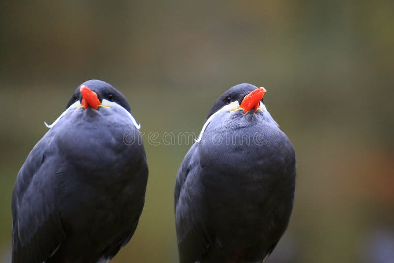 Two Inca Terns (Larosterna Inca) Seen from the Front Stock Image ...