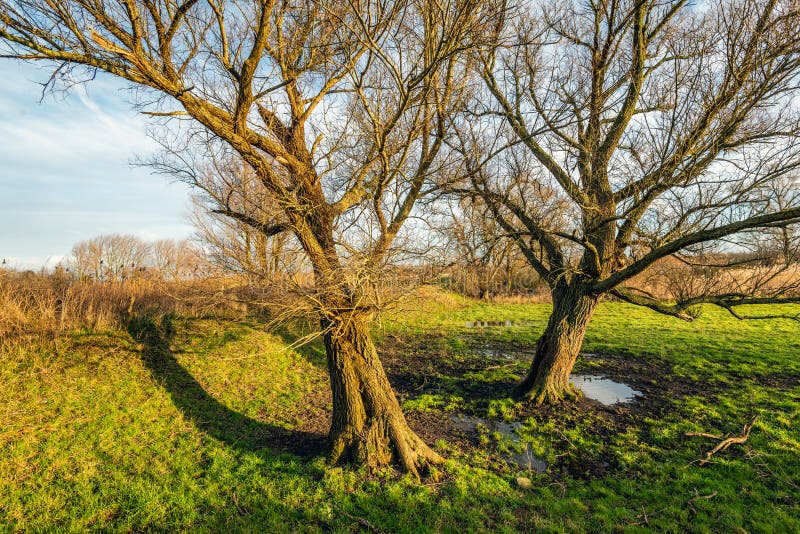 Slanted Trees in Kandy Botanical Garden Stock Image - Image of ...