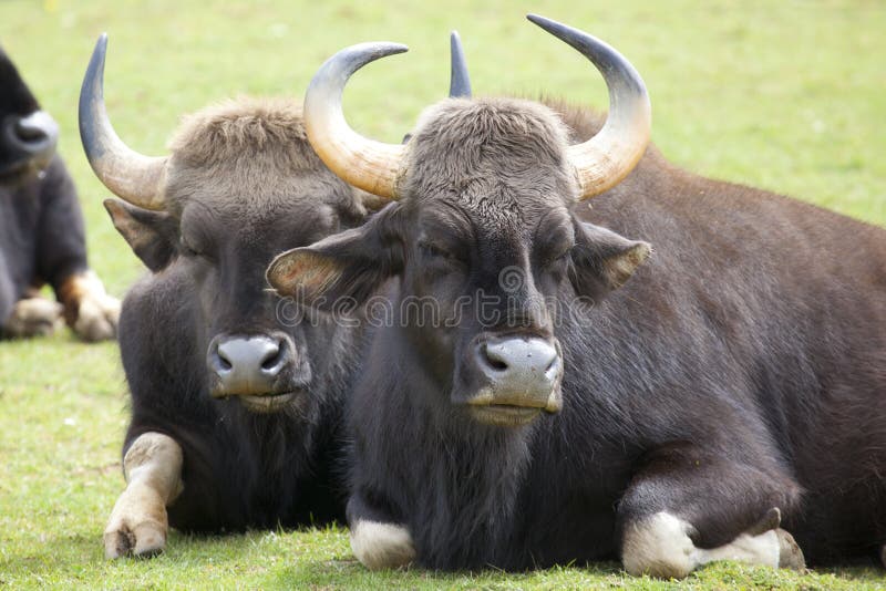 Two Indian Bison stock photo. Image of animal, gaur, indian - 53805458