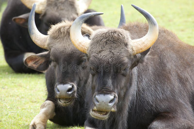 Two Indian Bison stock photo. Image of bovine, endangered - 53805534