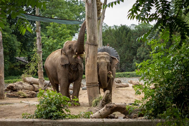 Two Indian Elephants (Elephas Maximus Indicus) Eating Hay. Stock Photo ...