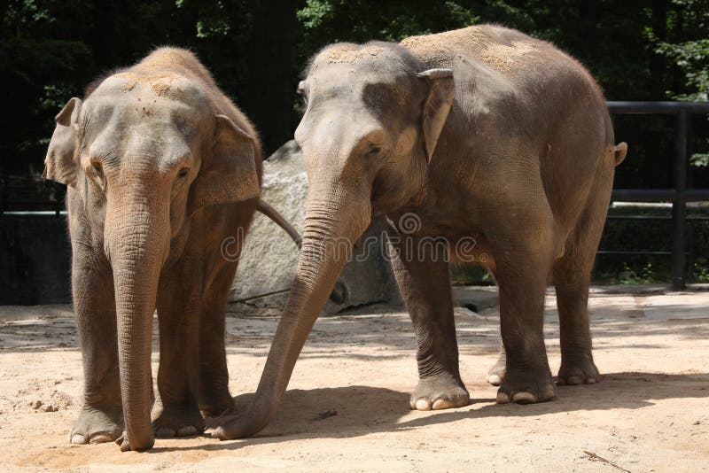 Two Indian Elephants (Elephas Maximus Indicus). Stock Photo - Image of ...