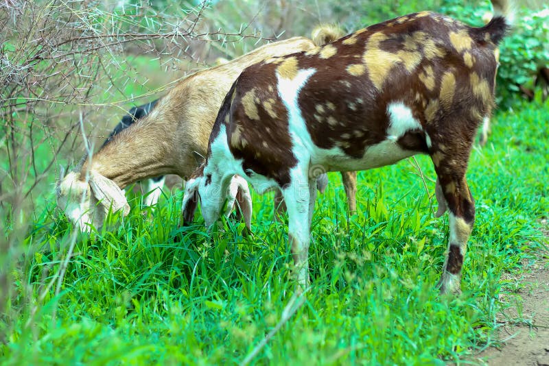 Two Indian Goat Stand in Long Summer Grass. Stock Image - Image of long ...