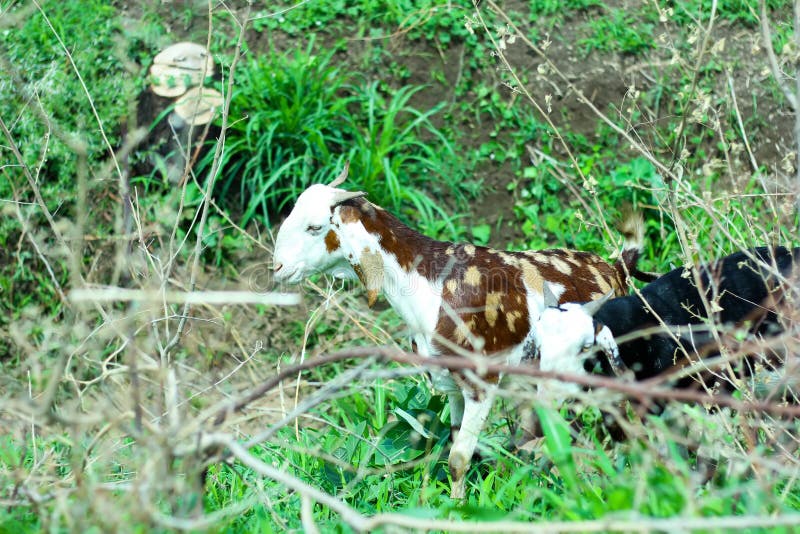 Two Indian Goat Stand in Long Summer Grass. Stock Photo - Image of ears ...
