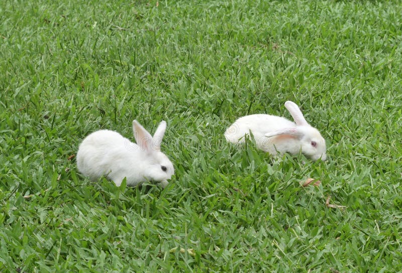 White Indian Rabbit Playing in Green Grass Stock Image - Image of white ...