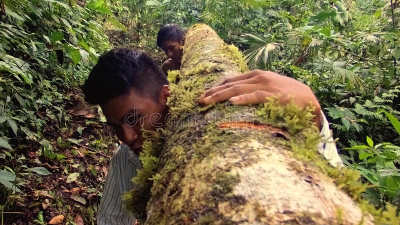 Two Indigenous Men Carrying a Log through the Amazon Rainforest Stock ...