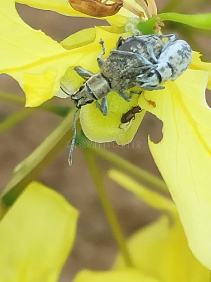 Two insect parents stock image. Image of pollen, arthropod - 184585549