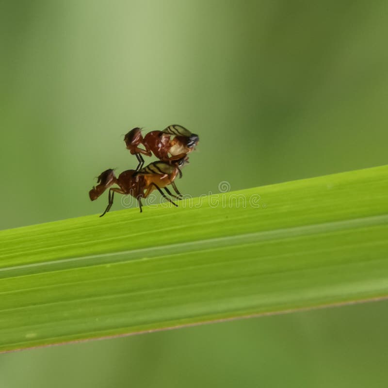 Two insects become one. stock image. Image of flower - 234495033