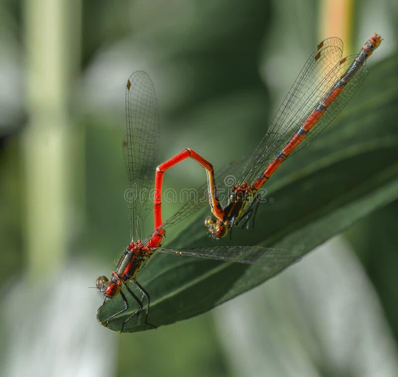 Two Red Dragonfly Insects Mating on Green Leaf the Shape Stock Photo ...
