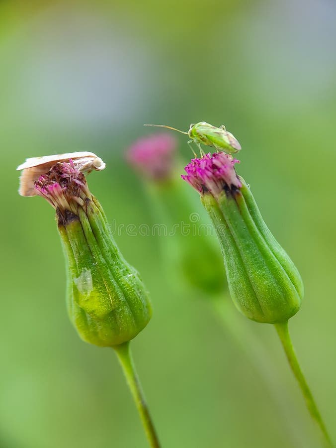 Two Insects of Eublemma (eribidae) and Stink Bug (pentatomidae) Perched ...