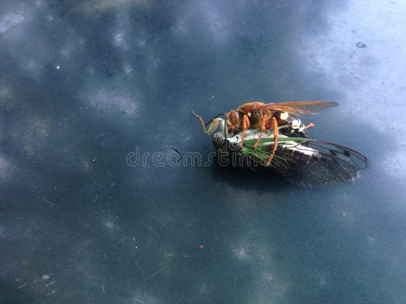 Fighting insects stock photo. Image of cricket, meat - 11059248