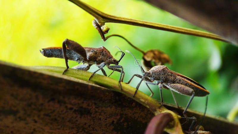 Two insects in the garden stock photo. Image of perch - 320513576