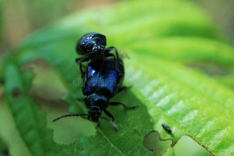 Two Insects on a Green Leaf Stock Photo - Image of silhouette, animal ...