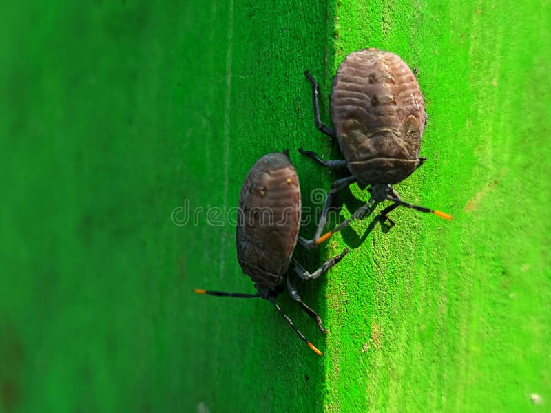 Two Insects that Landed on the Green Wall Stock Photo - Image of landed ...