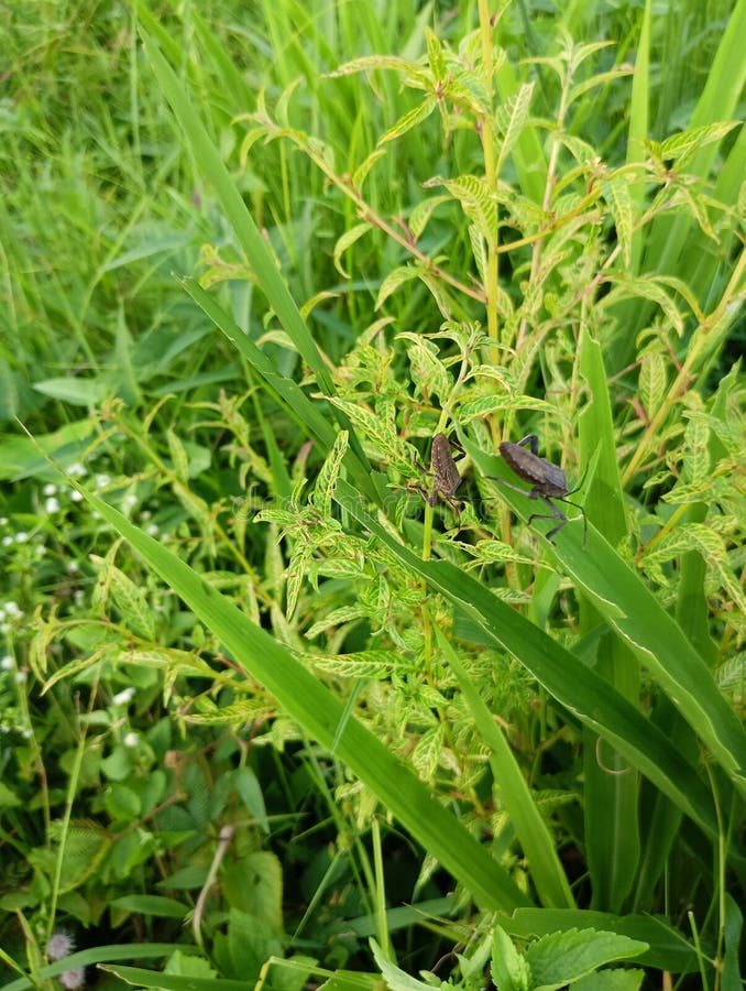 Two Insects that Landed on the Plant Stock Photo - Image of insects ...
